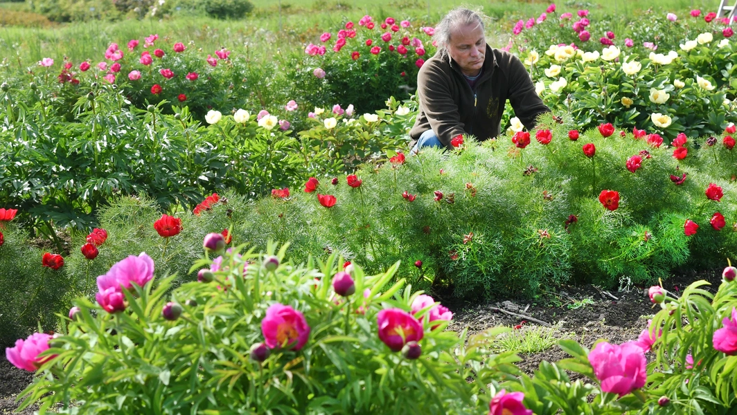 Fertilizing peonies for healthy growth and blooms
