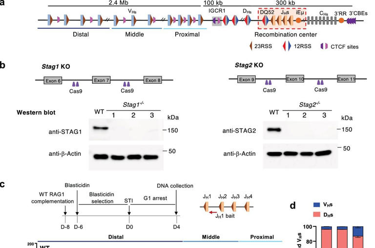 DNA loops reveal how immune cells build millions of antibodies from one ...