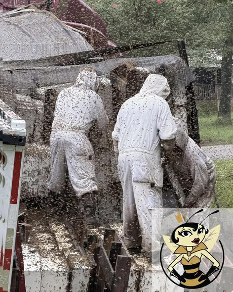 Millions of bees get loose as truck carrying over 400 hives crashes