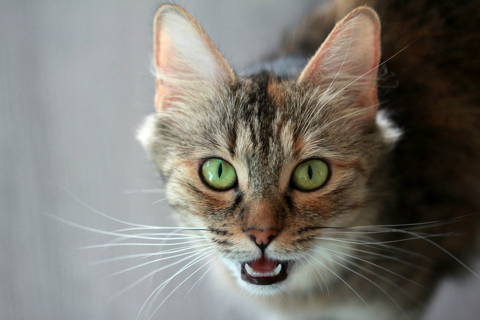 The scientific reason your cat talks back to you