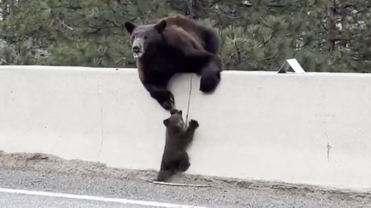 Mama bear rushes to rescue her cub