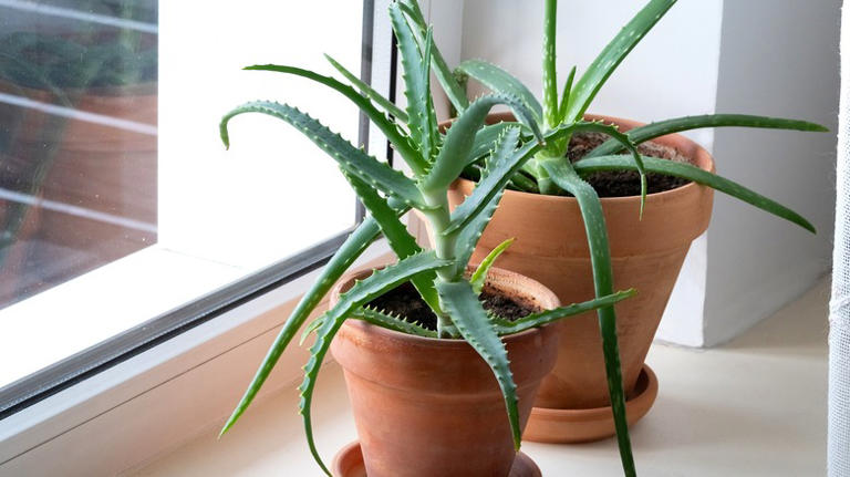 Think twice before using this DIY fertilizer on your succulents
