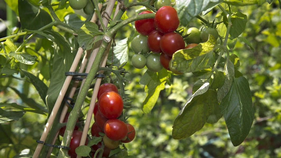 9 affordable tomato trellis ideas