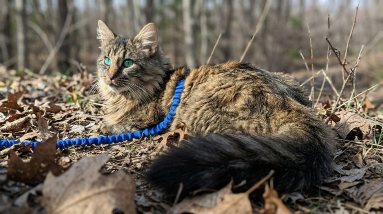 Photos of cats that look like high fashion models are going viral for ...
