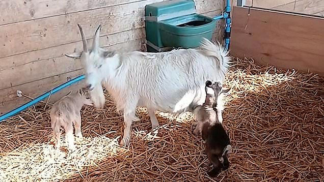 Seven baby goats stolen from children’s petting zoo