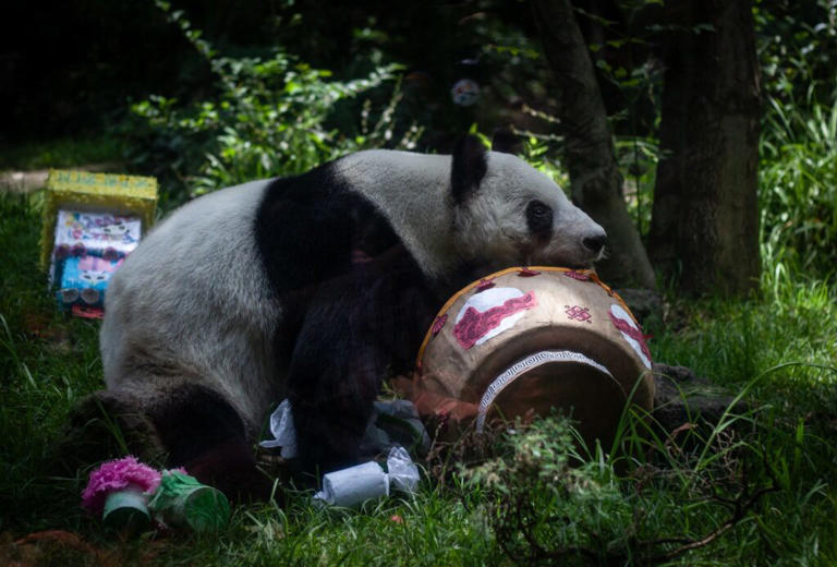 ¡Feliz cumpleaños! Xin Xin te invita a su festejo en Chapultepec