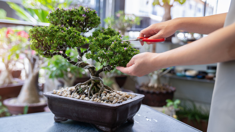 The reason bonsai trees are so expensive