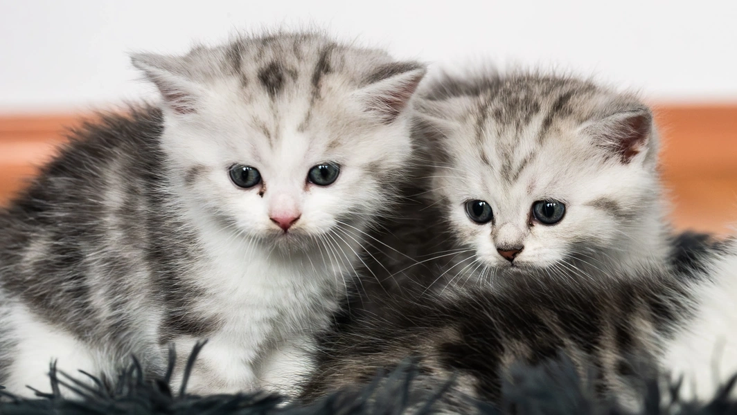Guidelines for leaving kittens home alone safely