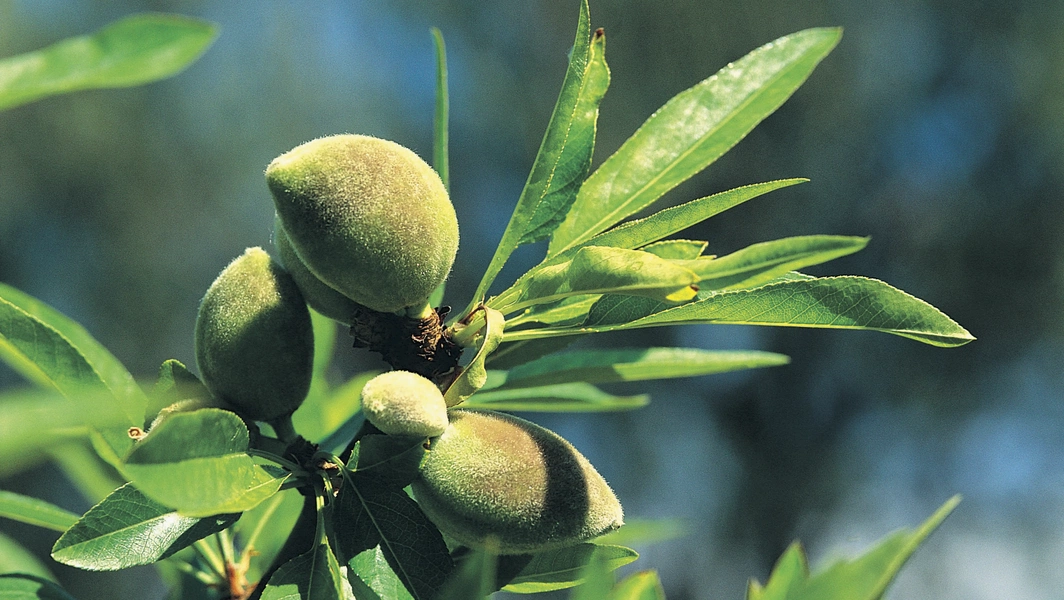 Almonds and pistachios: Heart and blood sugar benefits