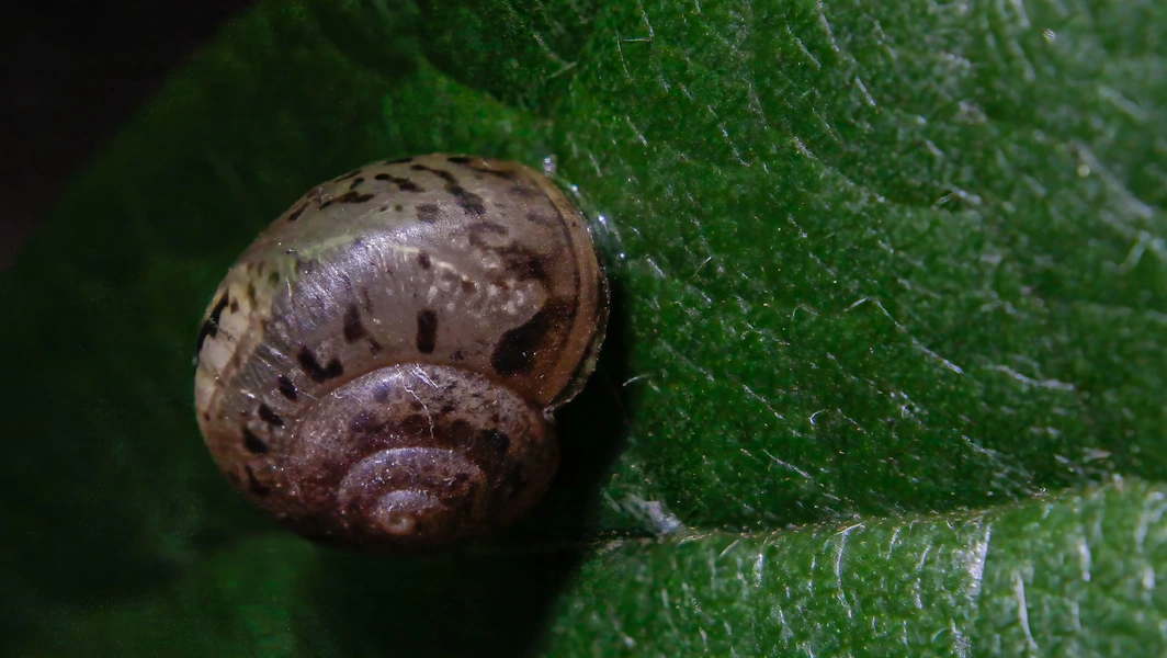 Humane methods to protect gardens from snails
