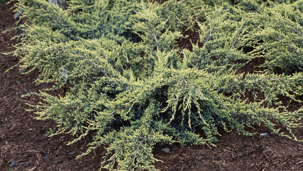 Juniper shrubs that transform any garden style