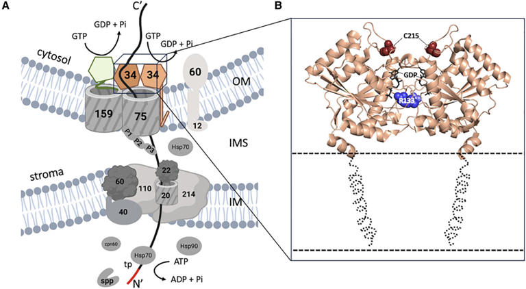 Chloroplast study reveals molecular lock that helps power life on Earth