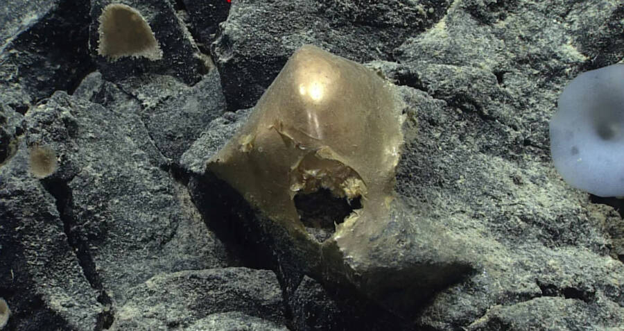 Researchers stumped by mysterious 'golden egg' found at the bottom of ...