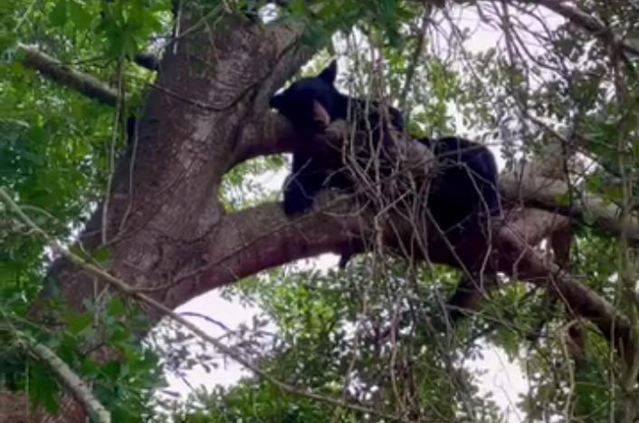 Video: Bear displaced by flooding seeks refuge in tree in Melville