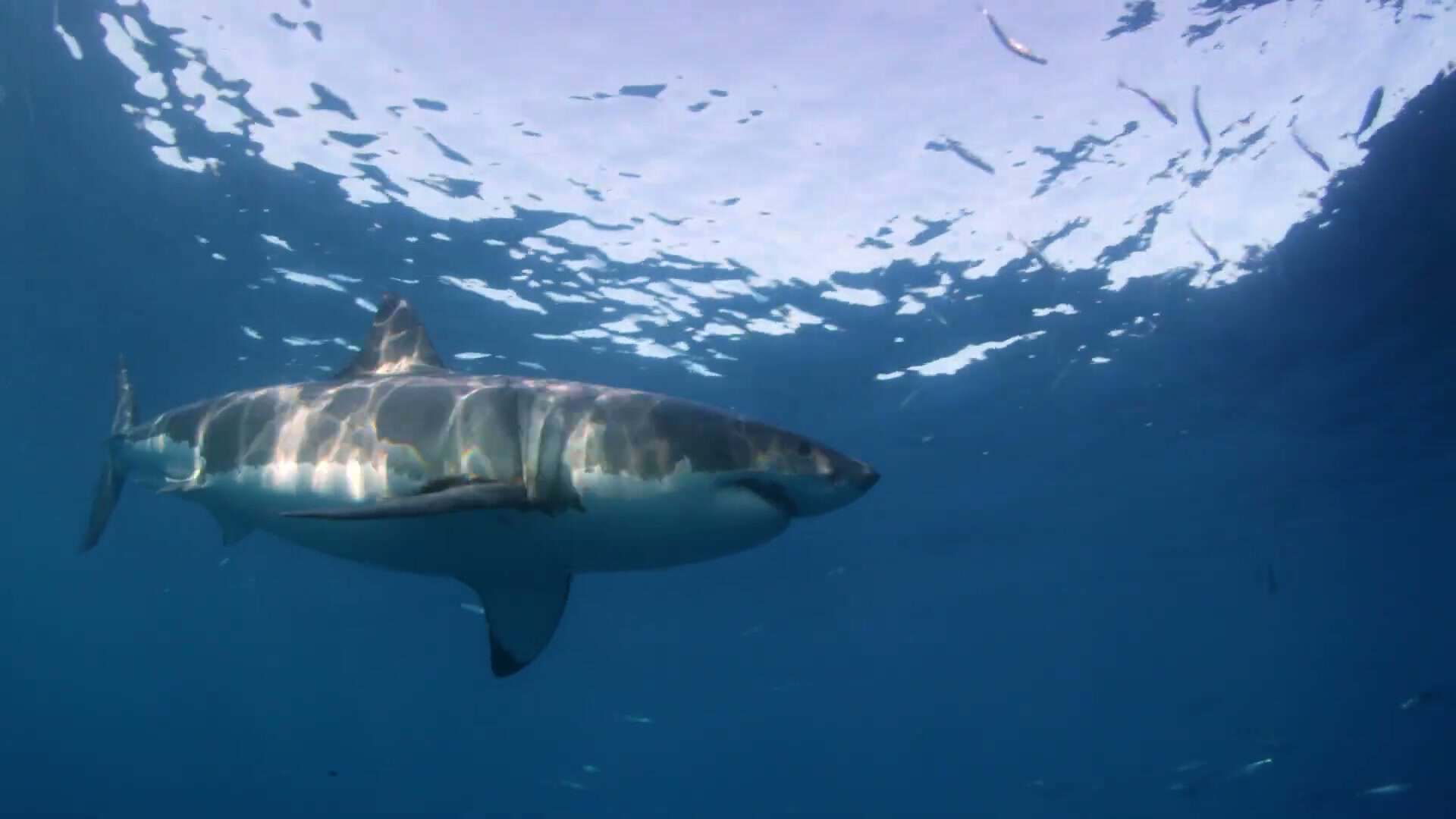 Australia’s shark attacks are rising, and a mother’s lost arm is the ...