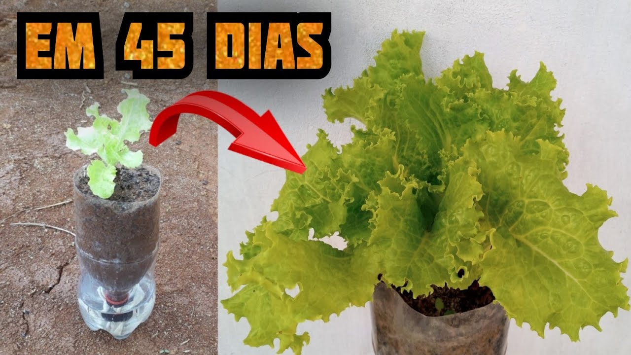 Como plantar alface em garrafa PET e colher muito em pouco espaço