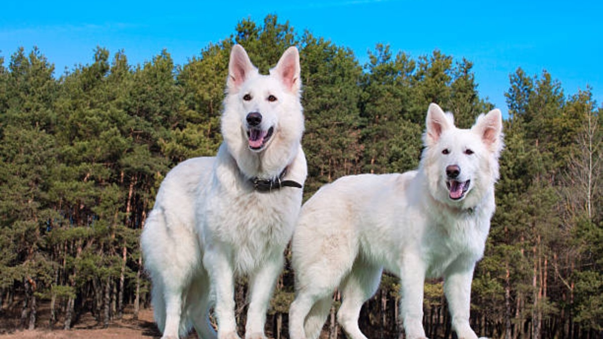 The 10 most popular white dog breeds in the world, revealed