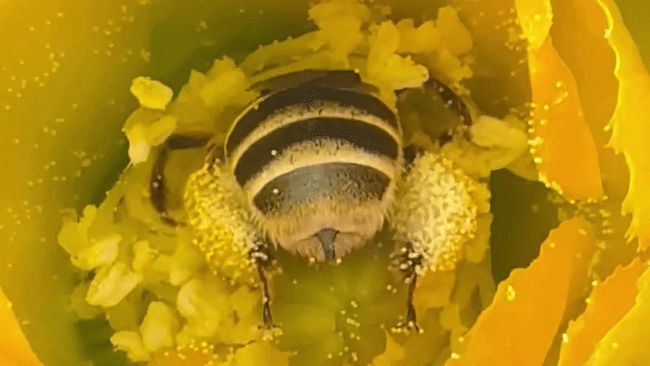 Bee having the best day packs an unreal amount of pollen on legs