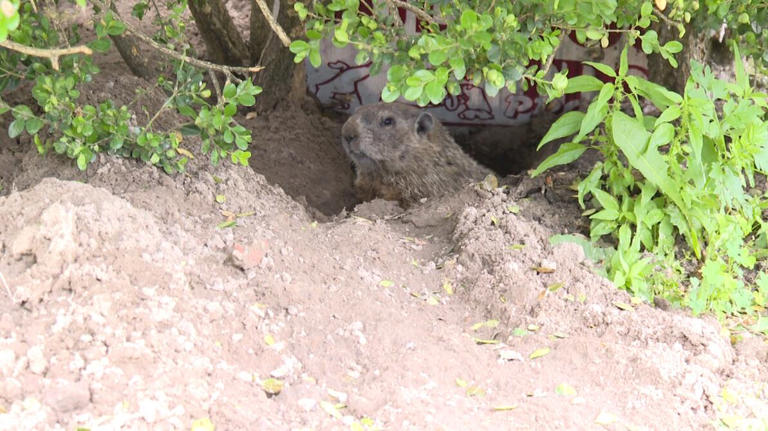 Toledo residents say groundhogs are running rampant in Junction ...
