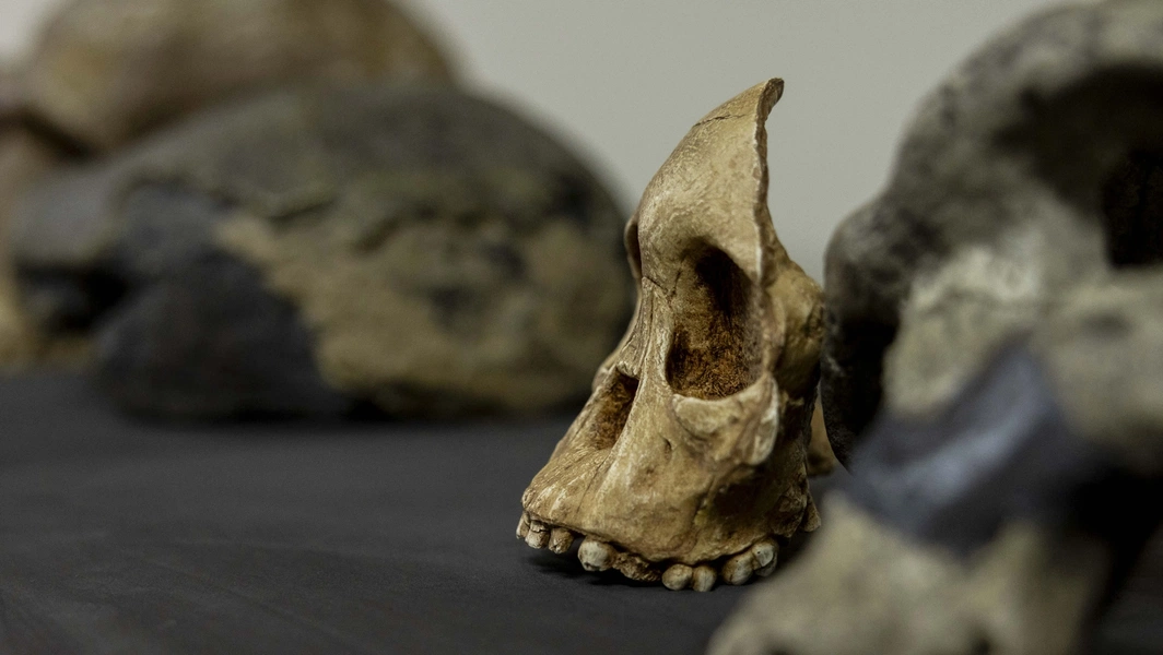 Genetic study uncovers ancient 'ghost' human lineage in West Africa