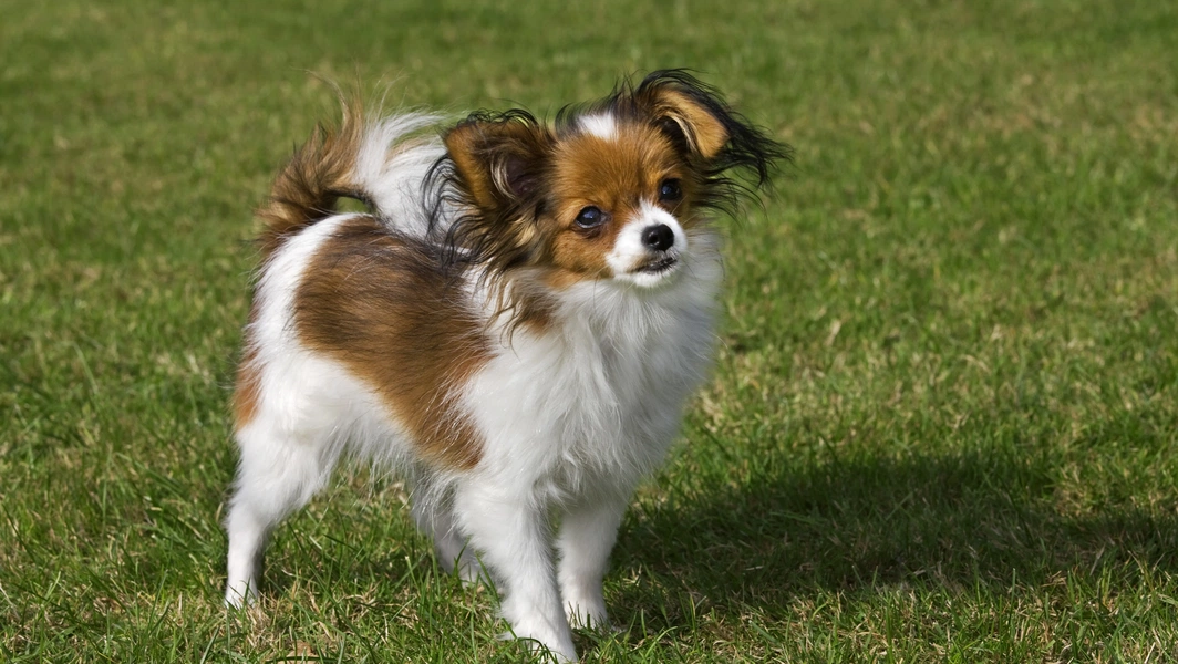 Small dog care tips for happy, healthy pups
