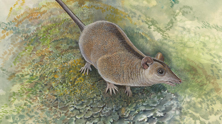 Fossil find plugs huge gap in Australia's marsupial record