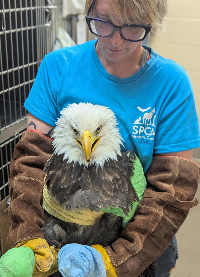 Bald eagle released after more than 25 weeks of rehabilitation