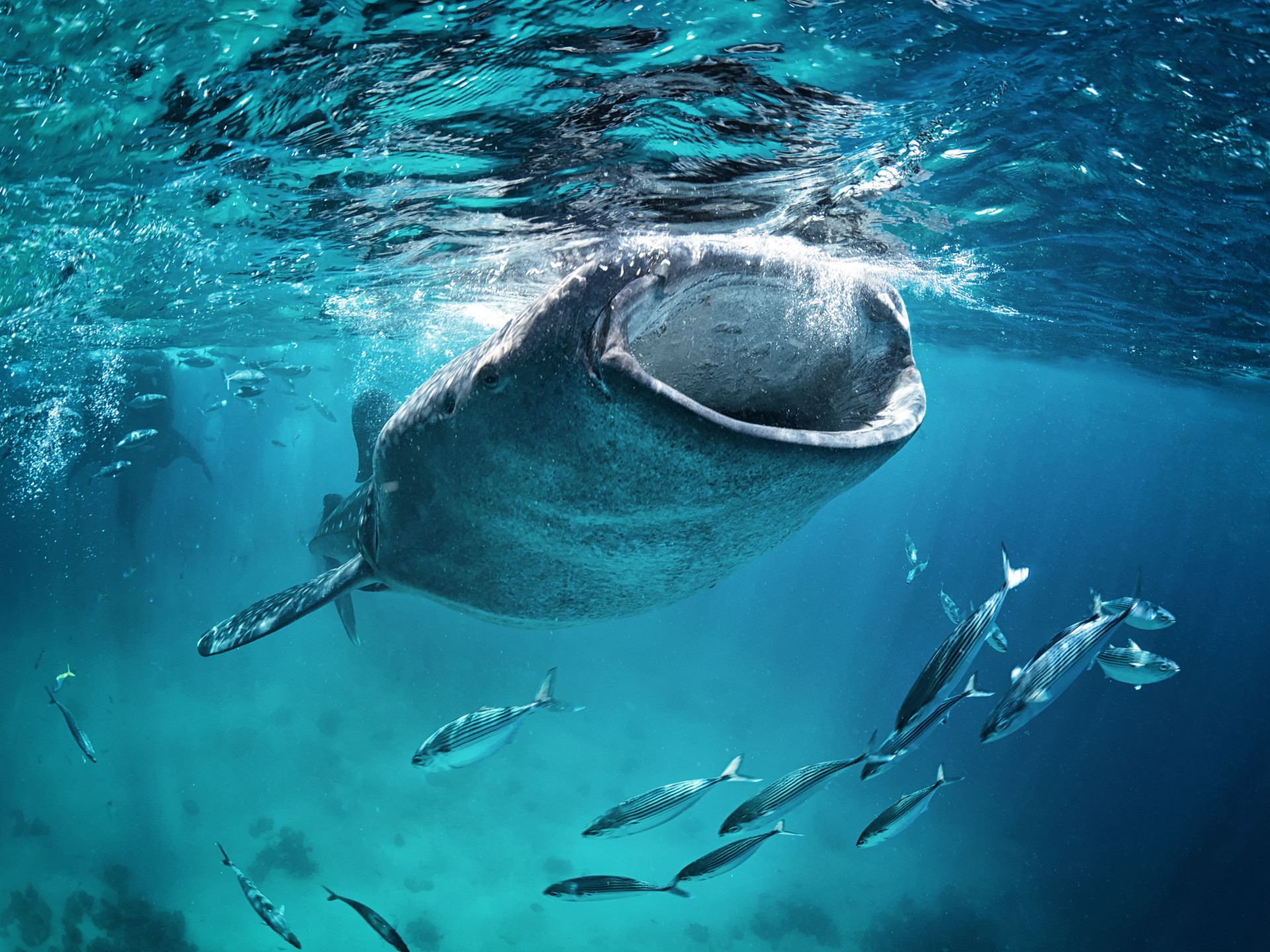 Photographie sous-marine : un art méconnu