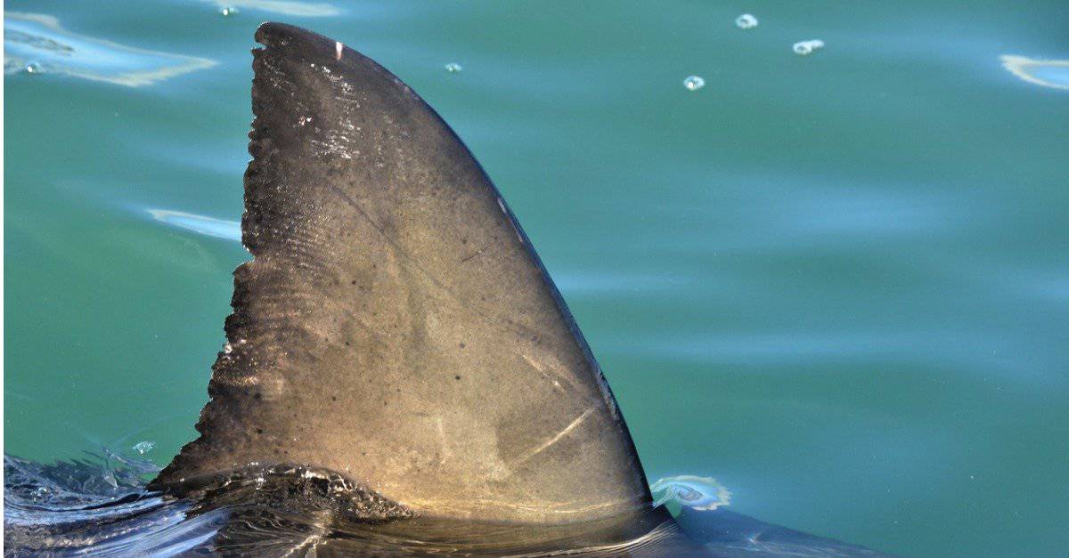 Australia’s shark attacks are rising, and a mother’s lost arm is the ...