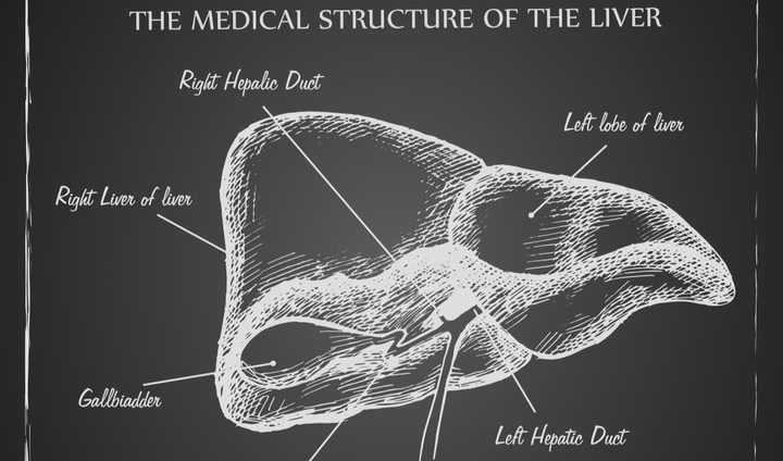 Liver: function, failure & disease