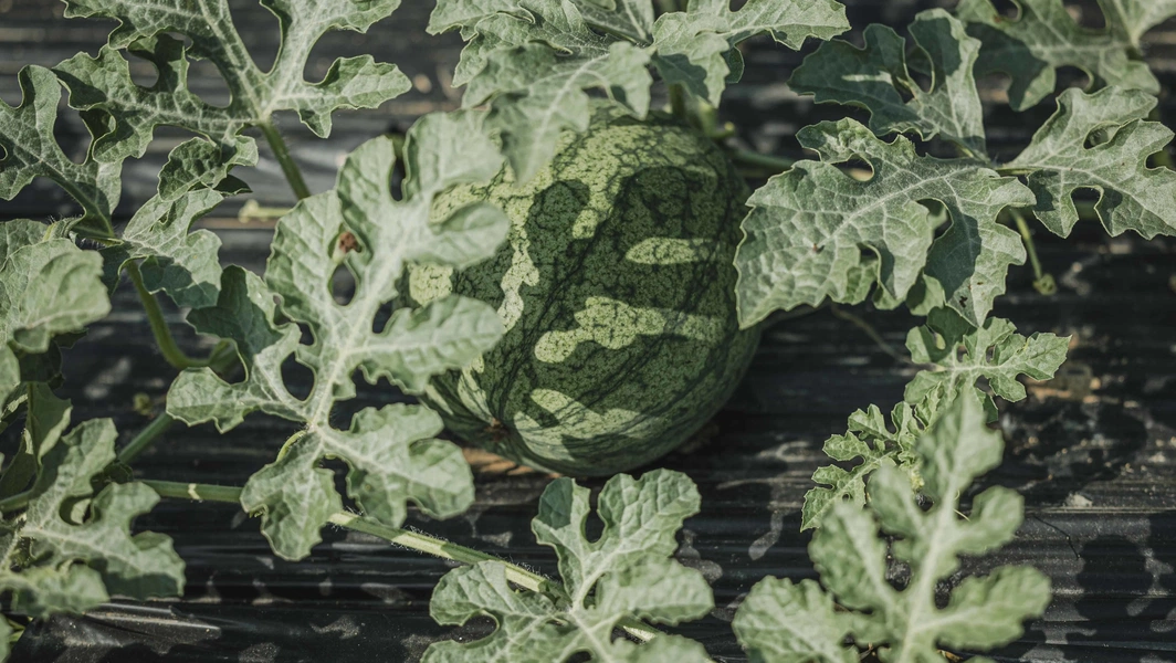 How to grow sweet, ripe watermelons