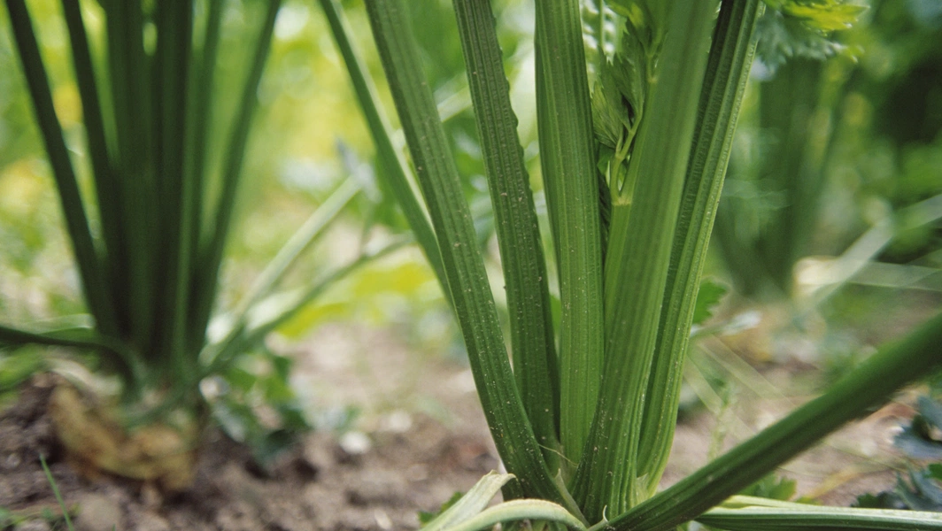 Celery juice: Benefits, risks, and evidence