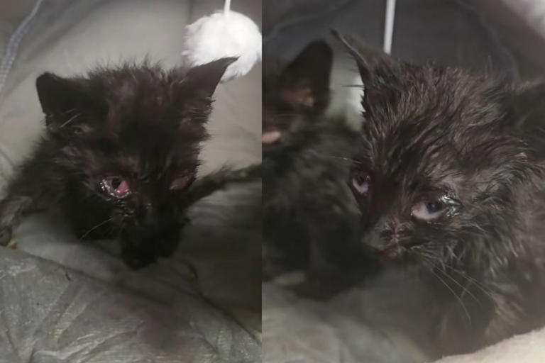 Wolfsburg: Kitten „Pech“ und „Schwefel“ kämpfen ums Überleben – „Die ...