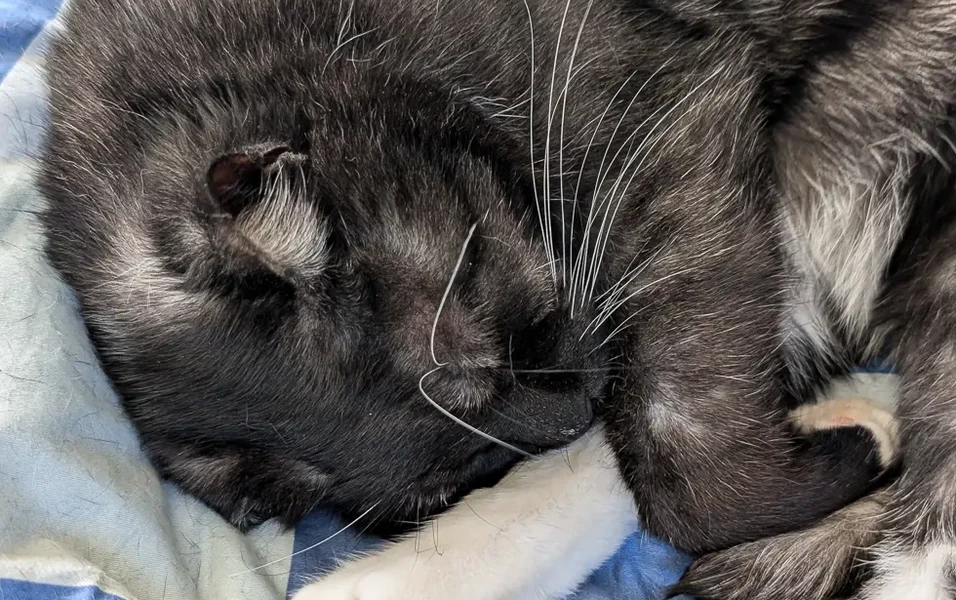 Rescue cat’s all-day nap delights online community