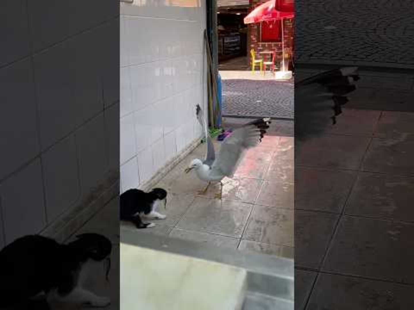 Seagull tries to intimidate cat to steal fish