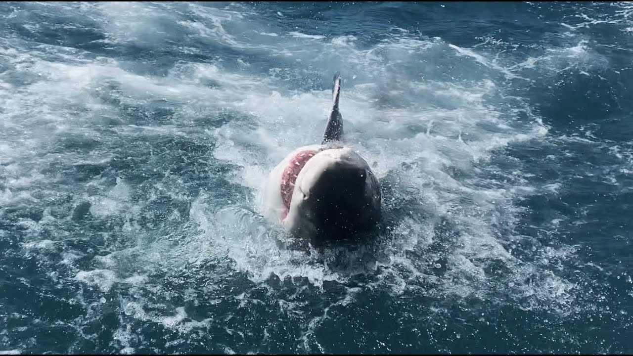 Up close with great white sharks: Epic cage diving in Mossel Bay!