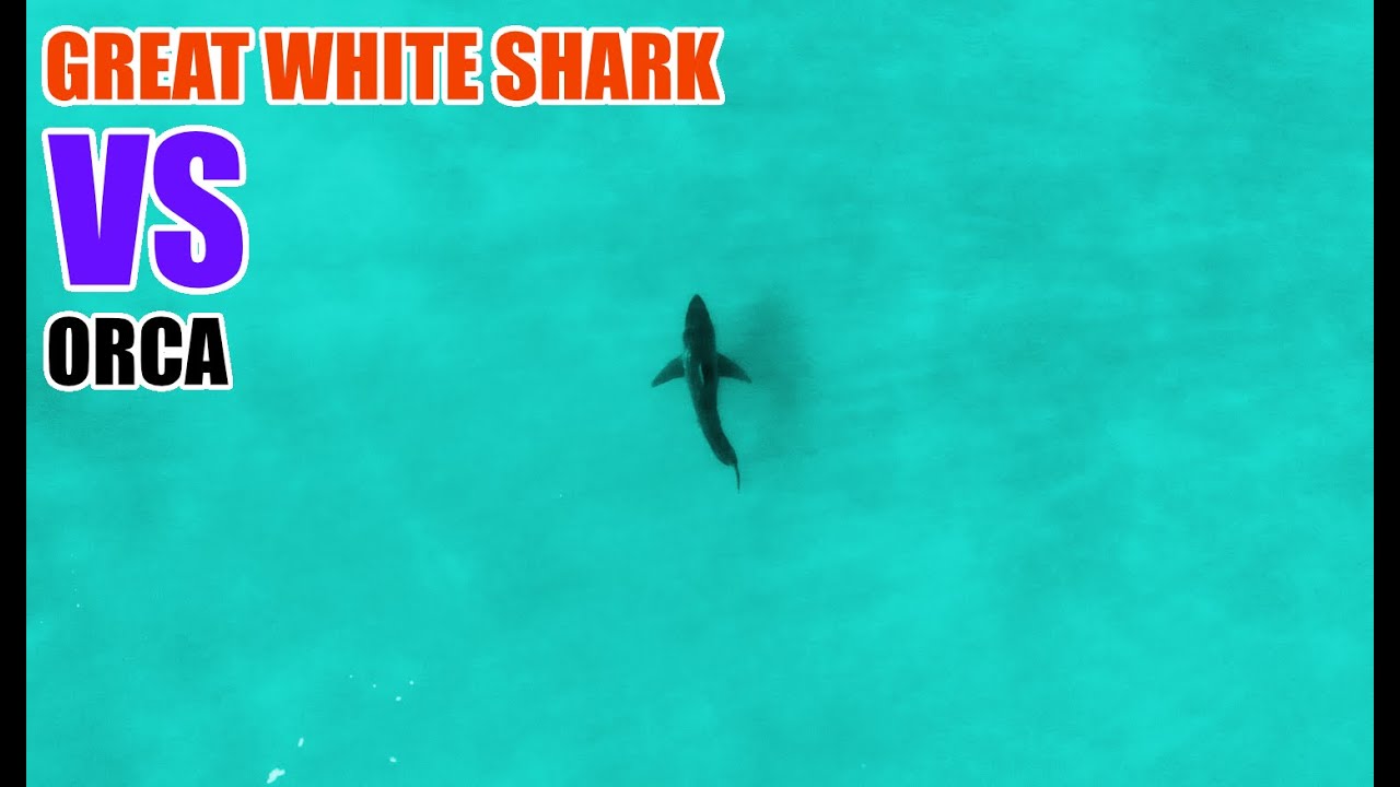Orcas vs great white sharks: Stunning new drama in Mossel Bay!