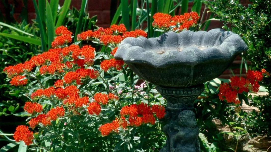 Hardy perennials that attract pollinators