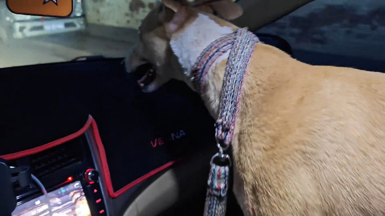 Funny dog keeps bumping head in car!