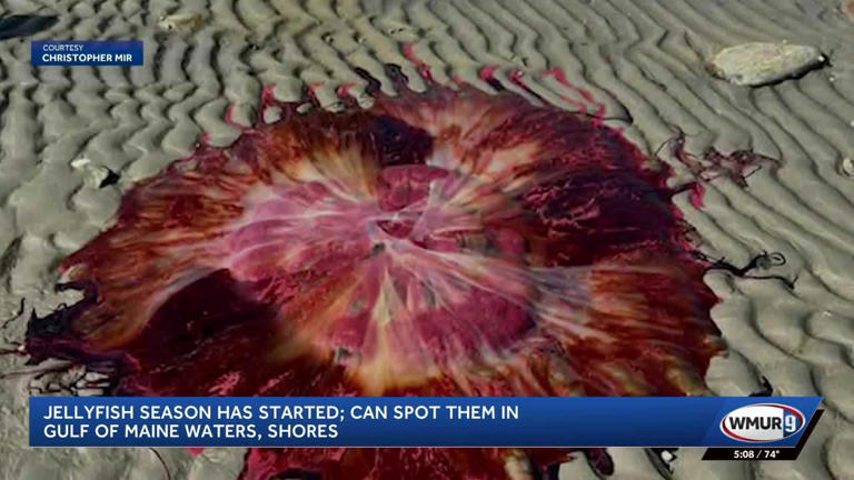 Lion's mane jellyfish seen in Gulf of Maine