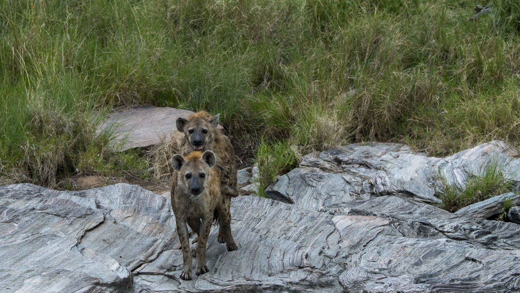 Inside the matriarchal power of hyena clans