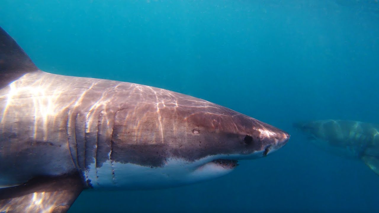 Immersive shark cage diving: Up-close with majestic great white sharks