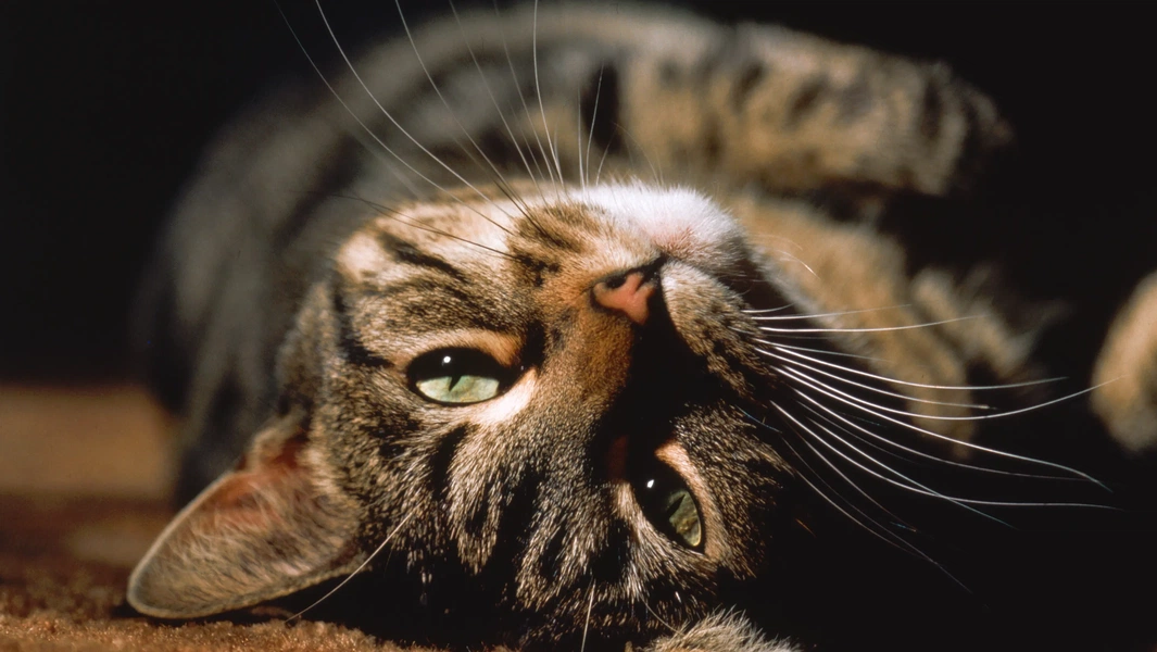 Rescue cat’s all-day nap delights online community