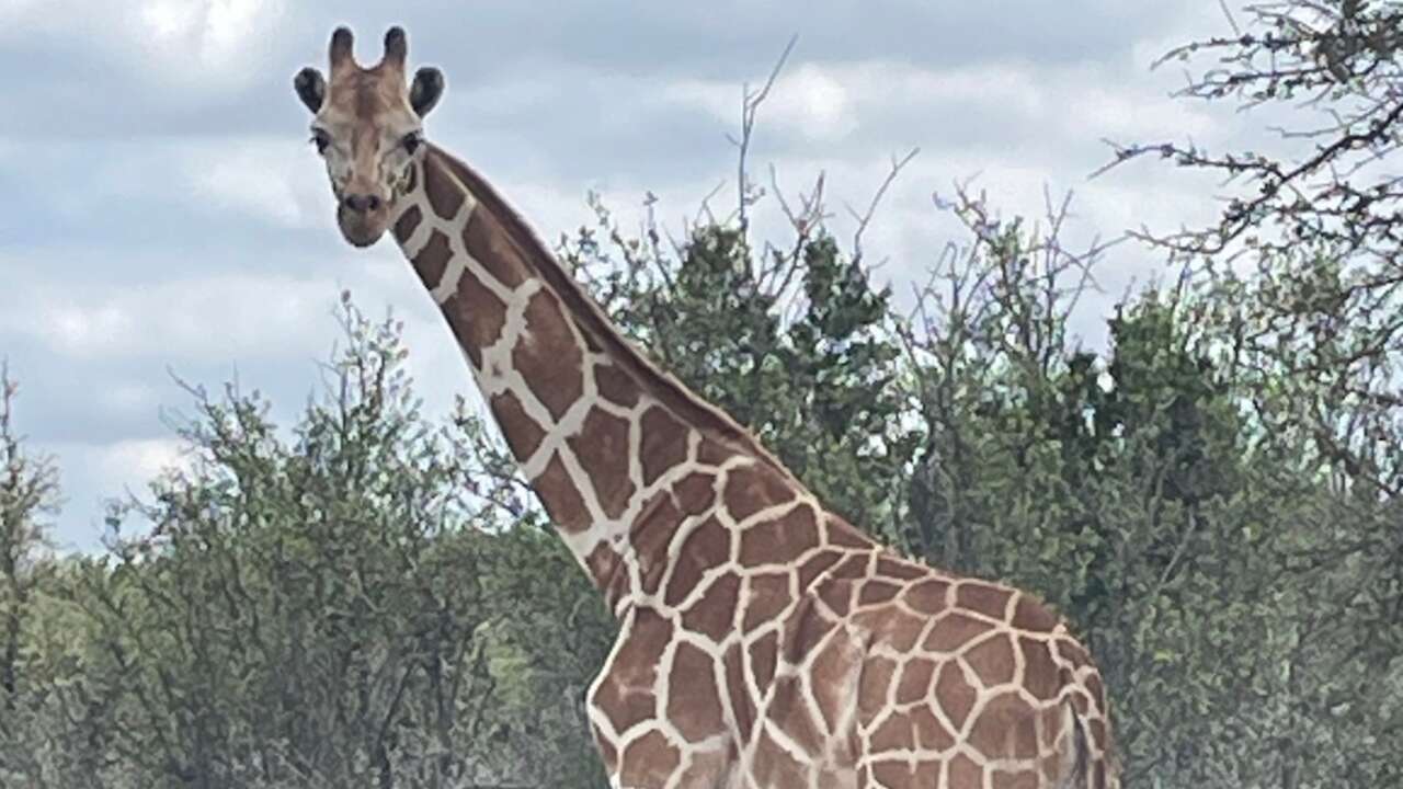 Missing giraffe near San Antonio sparks search, $5K reward