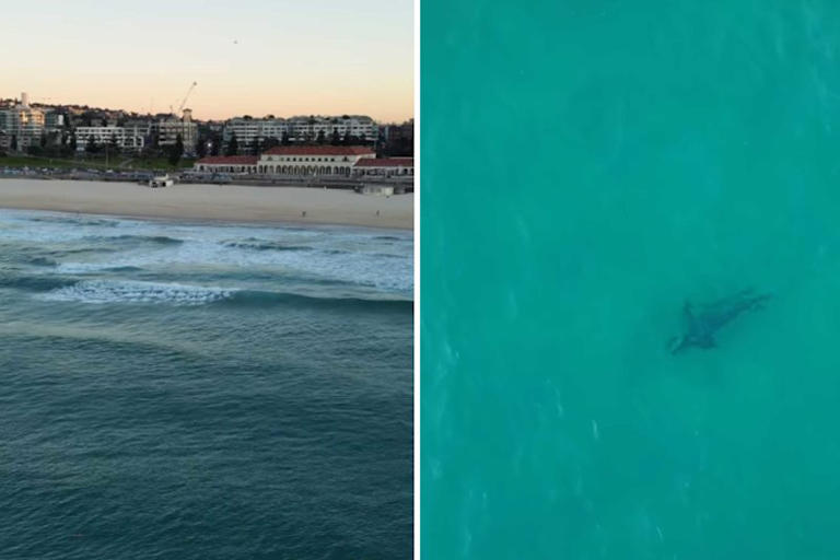 Bondi Beach closed again after shark sighting