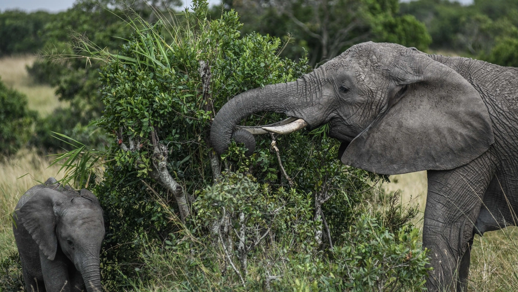African elephants’ diet, impact, and conservation challenges