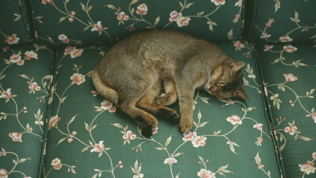 Rescue cat’s all-day nap delights online community