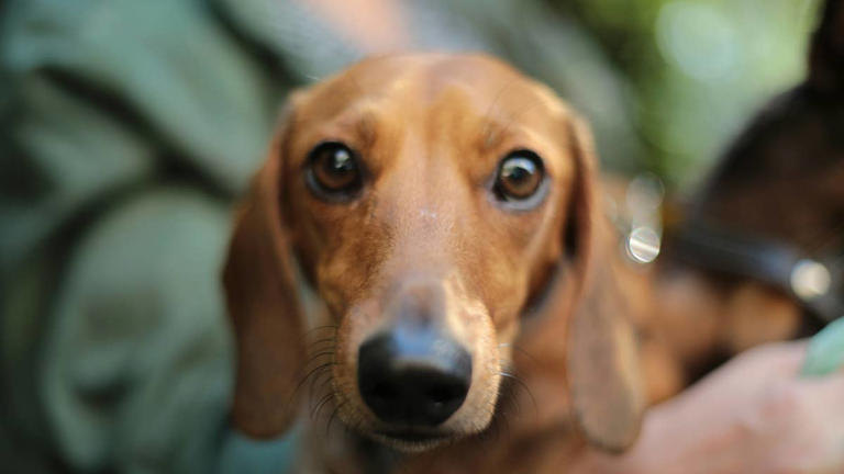 Dachshund watches his iPad just like a human kid — and it's straight ...