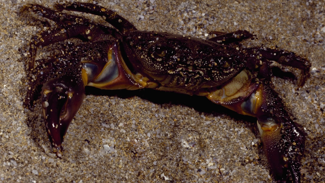 First invasive green crab confirmed on Orcas Island