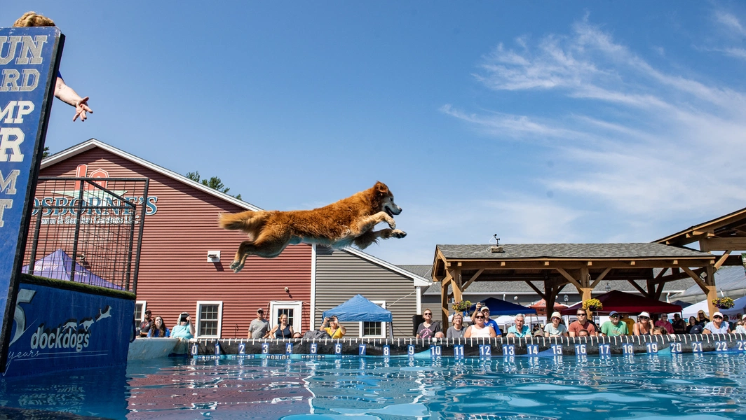 Playful dogs and their love for water